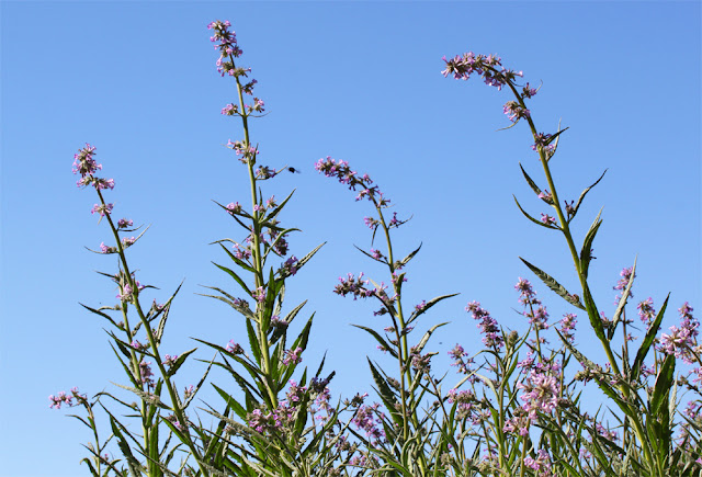 Cuyamaca Woods Mountain Journal: The Dreaded Poodle Dog Bush!