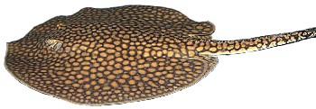 RAIA (Potamotrygon falkneri)