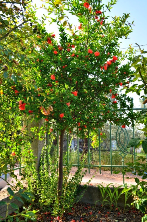 Jurnal de gradina: Fructe in devenire