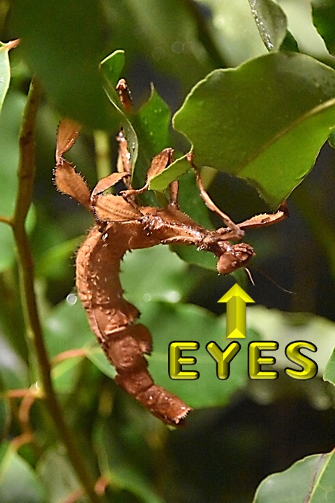 Animal, Nature, and Travel: Spiny Leaf Insect from Reptile Park in ...