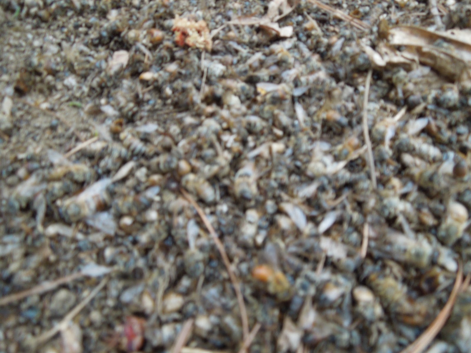 Bee venture 2013-2017: Return to open the hive; the queen is dead S.O.H ...