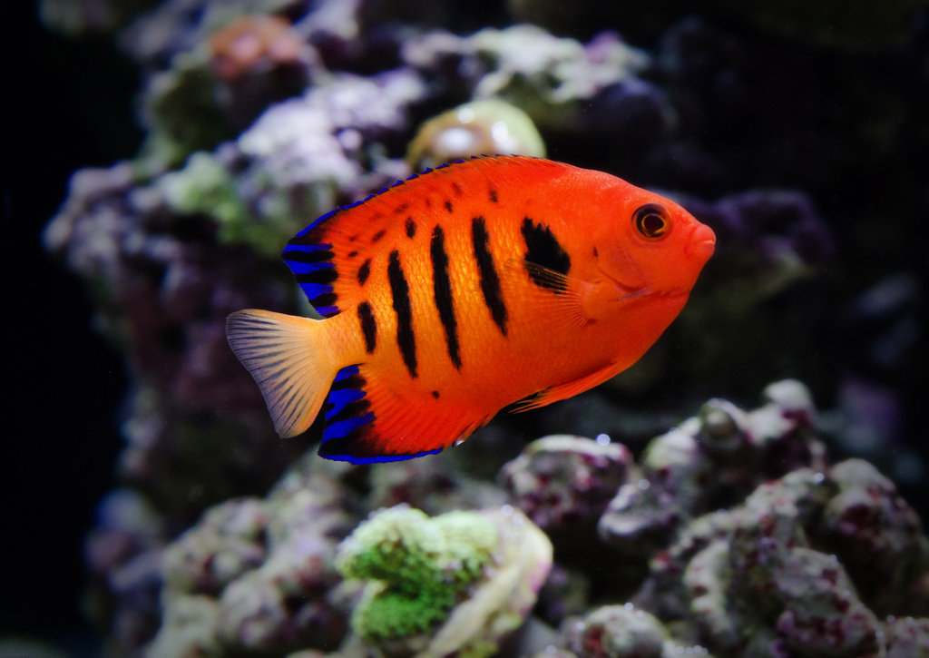 Top 5 Incredible Beautiful Fishes in the World