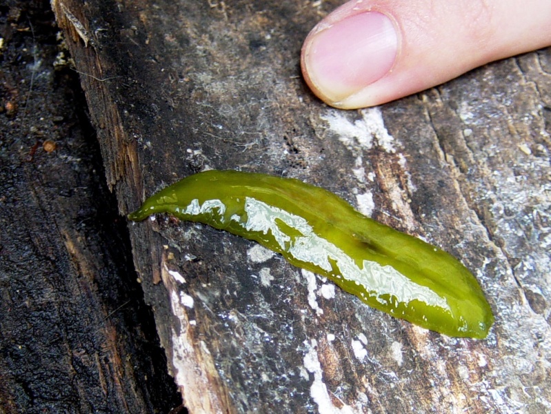 In All Things Christ Preeminent: Amazing predatory slugs!!