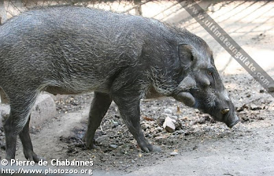 Laberinto en extinción: Chancho salvaje de Java (Sus verrucosus)
