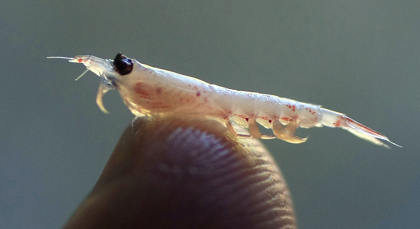 sauver le KRILL : enjeu écologique fondamental pour la planète