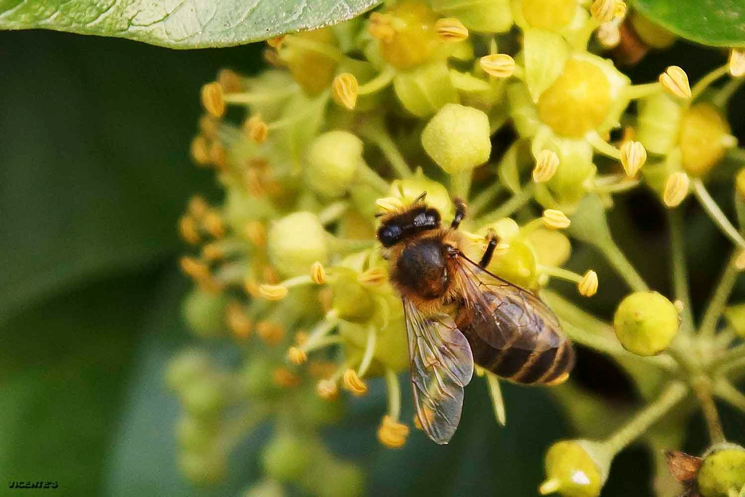Fauna silvestre de Hormaza: Apis mellifera