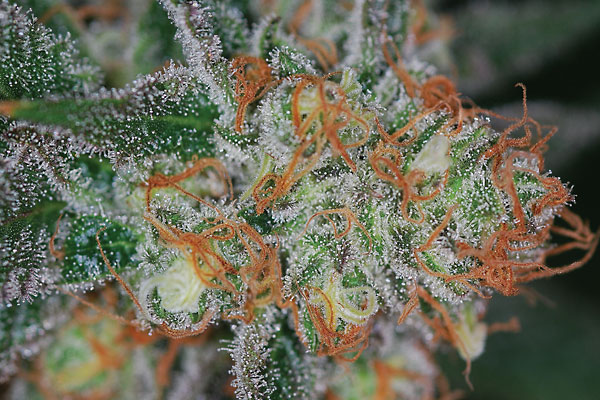 Uncommon Care: Wounded Warrior's Picks for the 16 Top Medical Marijuana ...