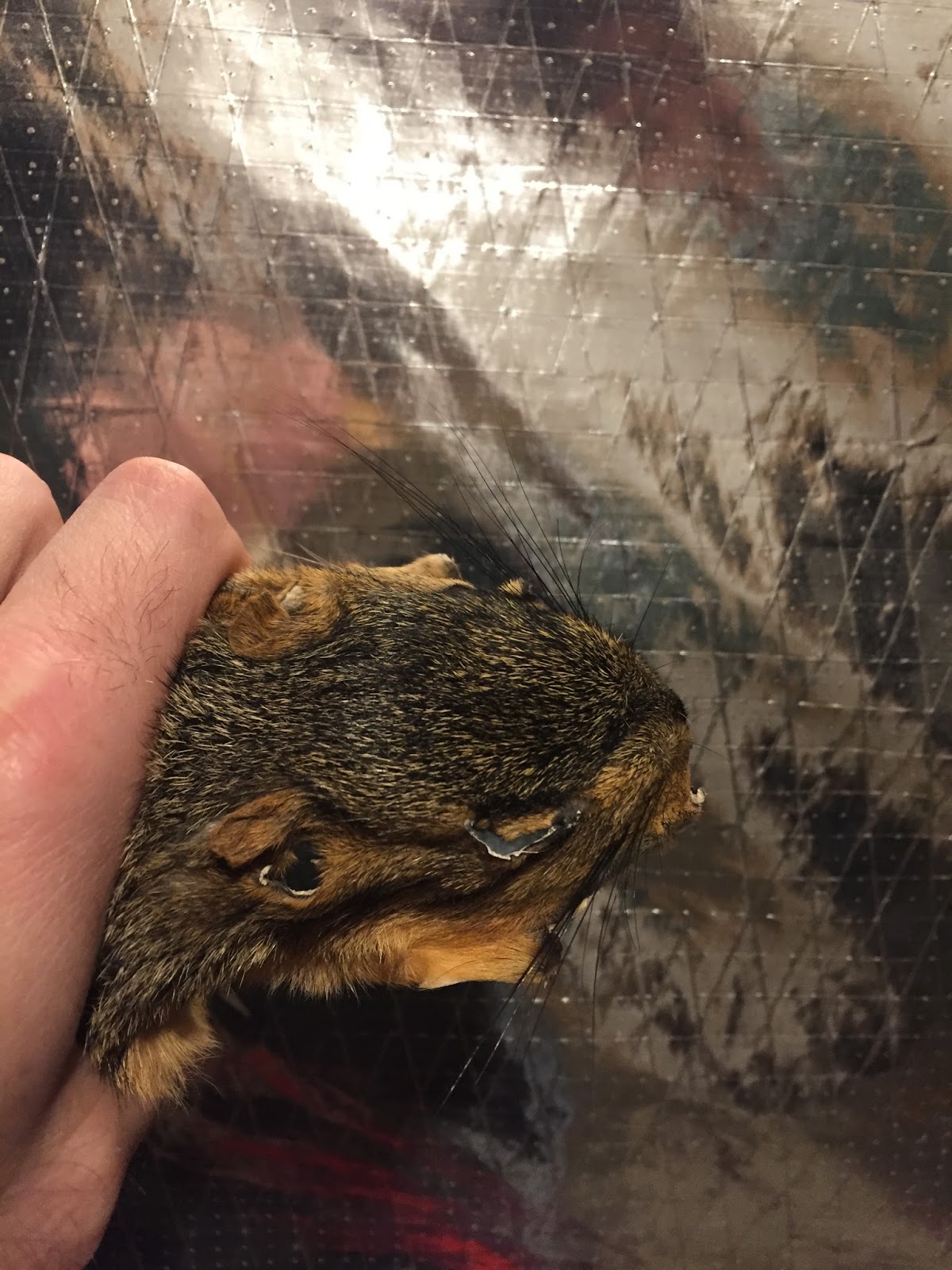 Traditional "Know How": DIY Taxidermy - Tanning a Squirrel Hide with Alum