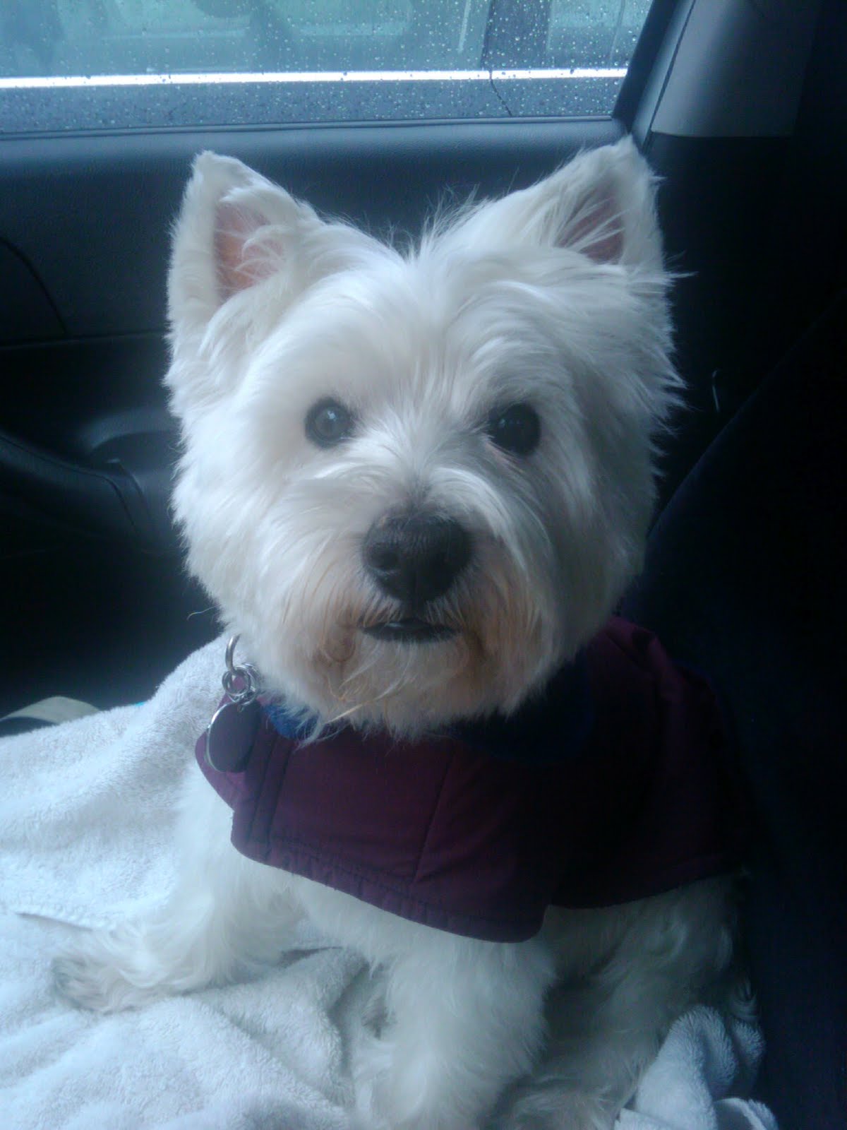 Isn't that Westie Cute?