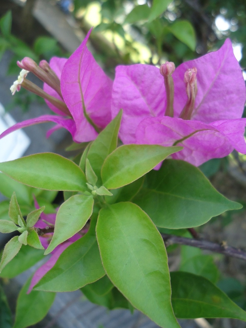 WALLPAPER BUNGA BOUGENVILLE UNGU - Rumah Daun Muda