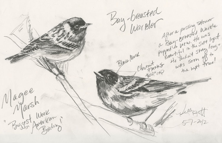Birding Is Fun!: Bay-breasted Warblers at Magee Marsh...