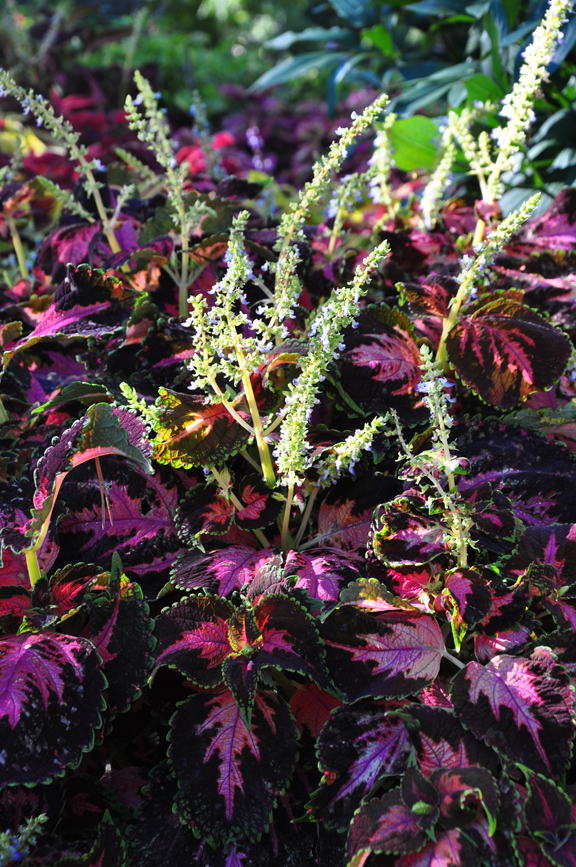 Three Dogs in a Garden: The Year of the Coleus