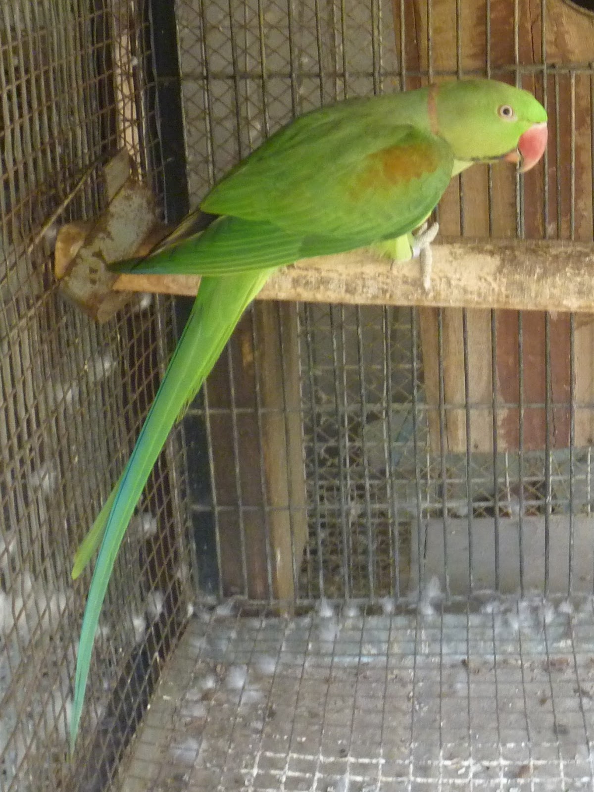 Alexandrine Parakeet Mutations