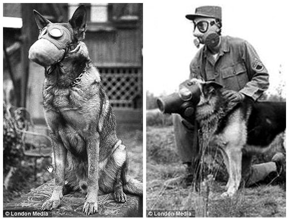 DOGS of Honor: World War II DOGS Shown in Gas Masks! | BOLD and UNUSUAL ...
