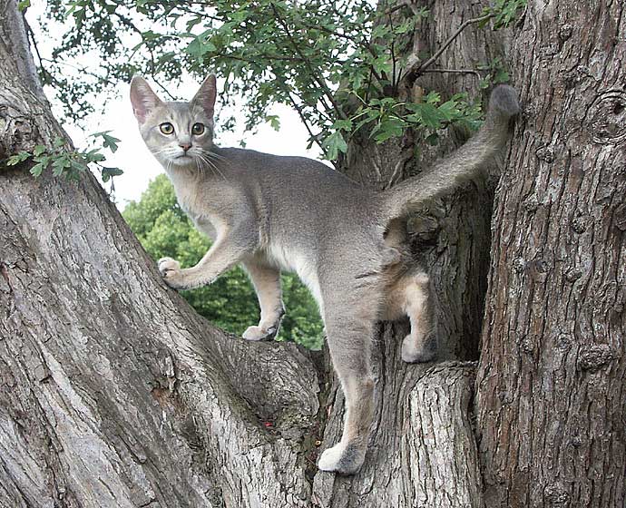 Cat Chit Chat: Abyssinian Cat