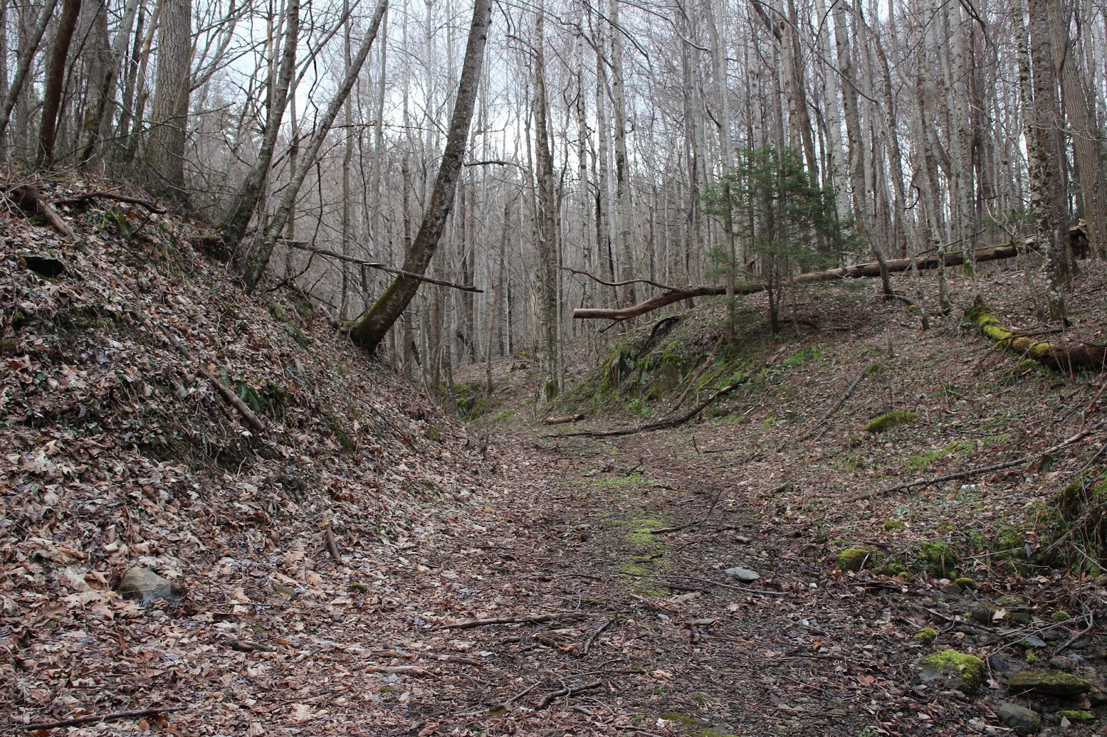 Cumberland Gal: Waterfall Hunting in the Cherokee National Forest