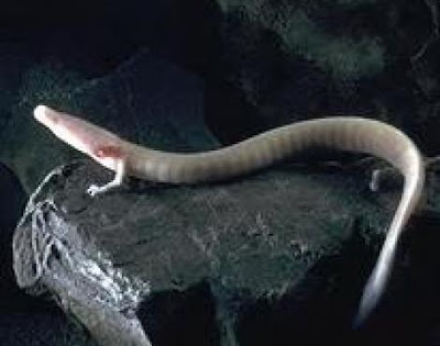 Olm