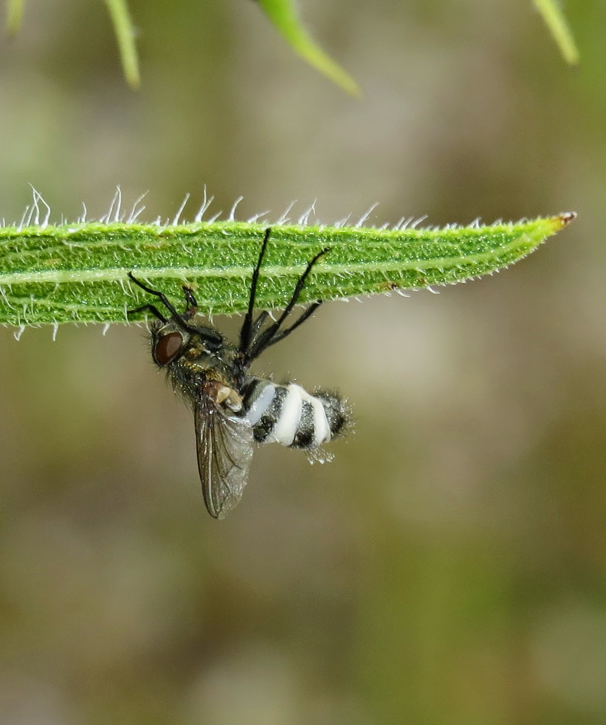 Bug Eric: Insidious Insect Fungi