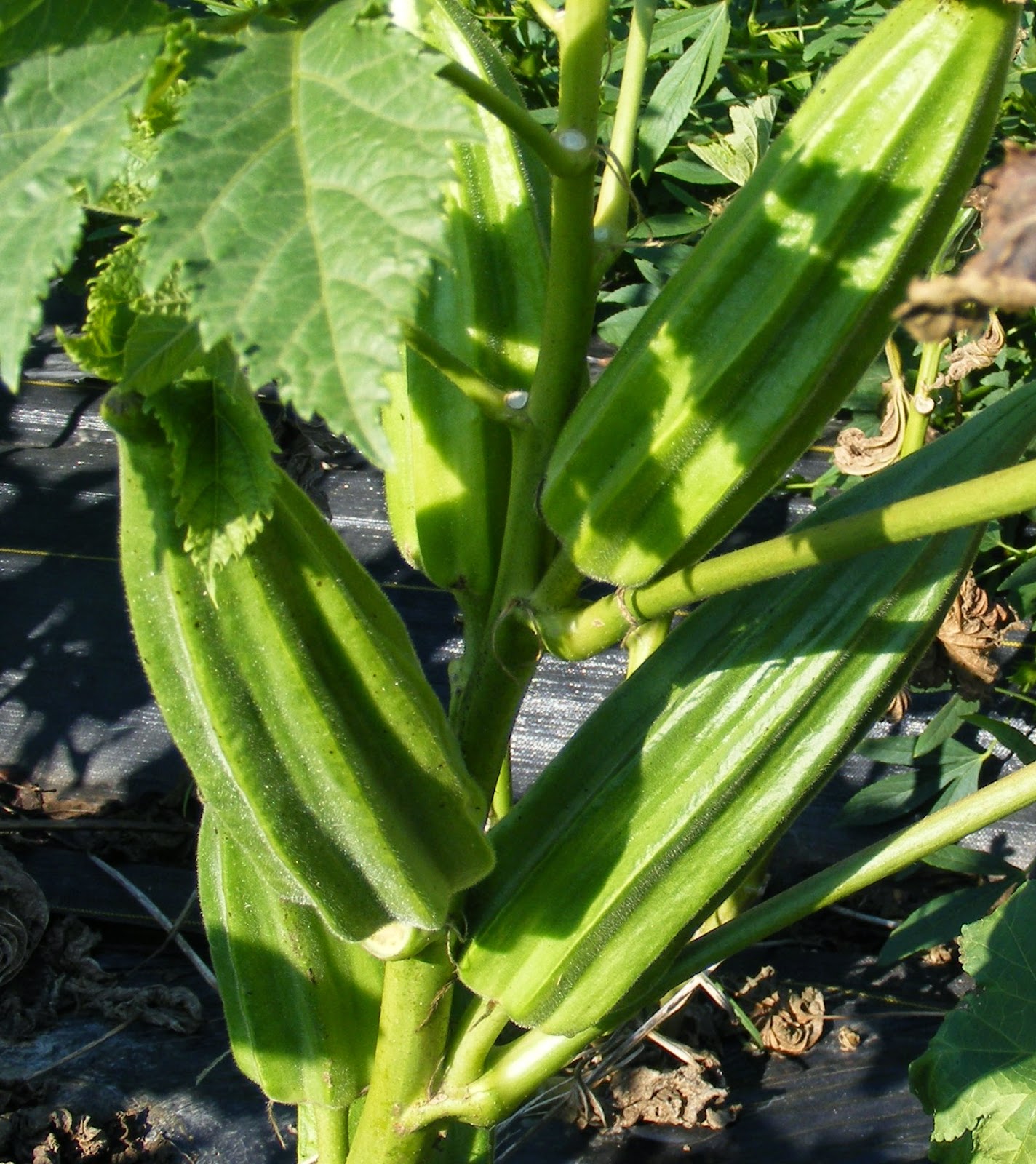 Just CAUSES: Muirkirk Farm: Specialty and Ethnic Crops