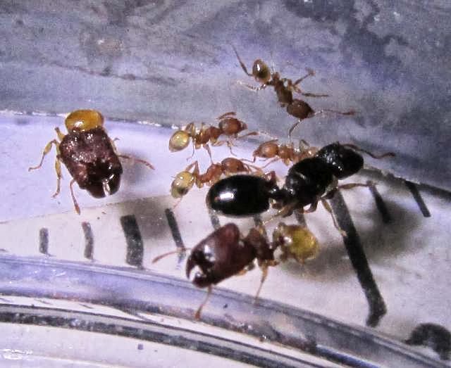 Photos and Info on Ants and Termites of Malaysia: Pheidole sp