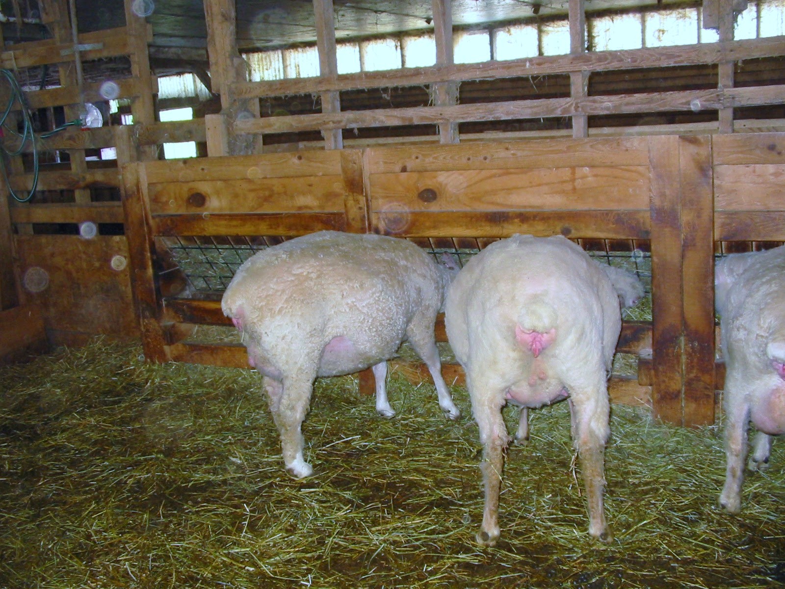 Knee Deep in Sheep: Get Ready, Get Set..........