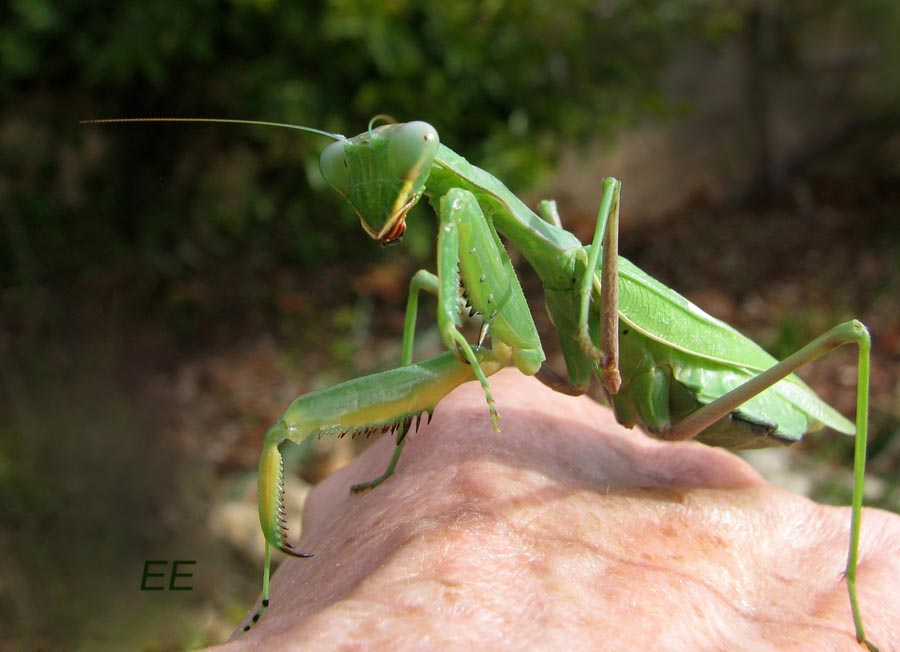 Mallorca es así también: Mantis religiosa de visita navideña