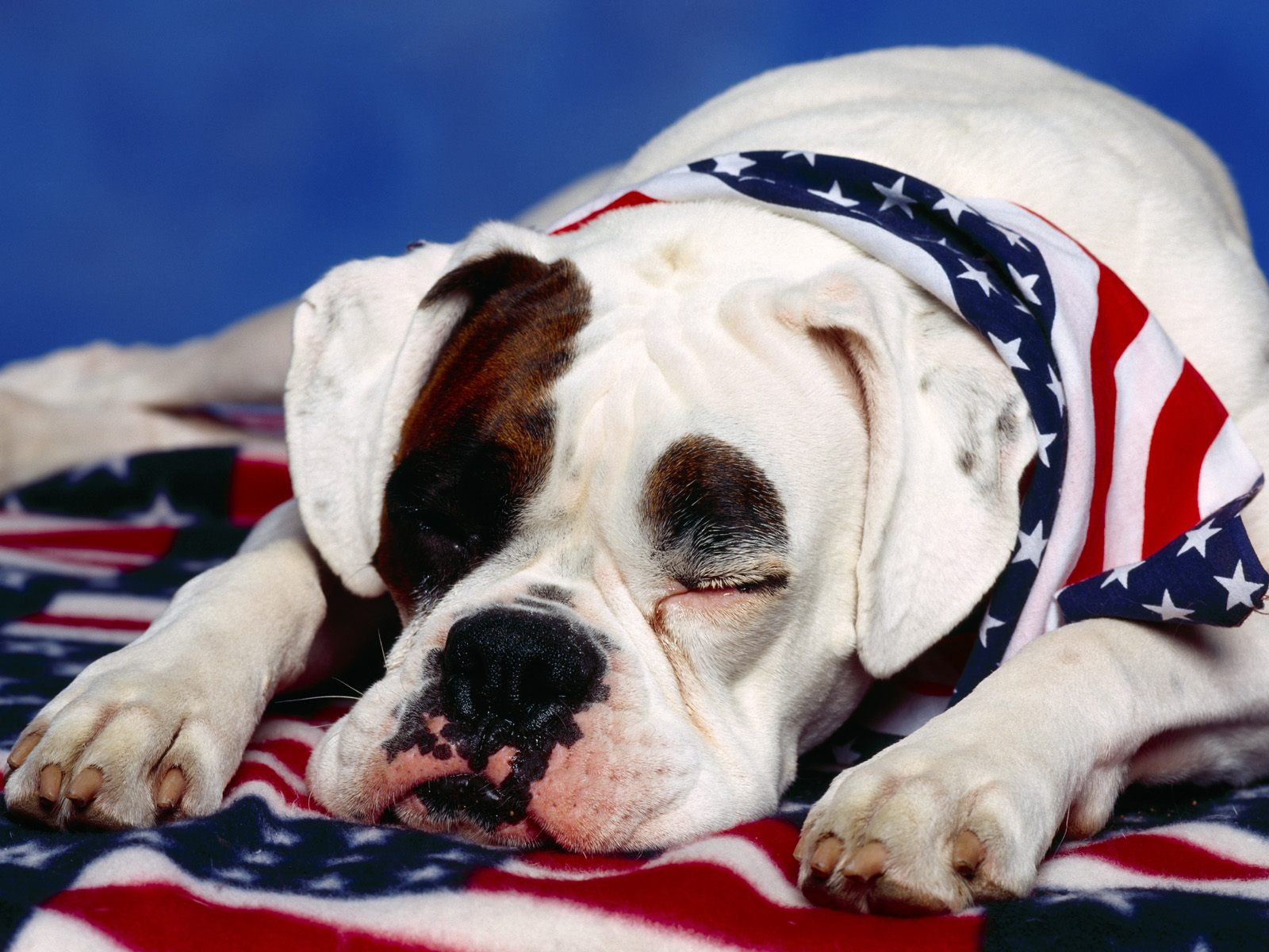American Bulldog | The Wildlife