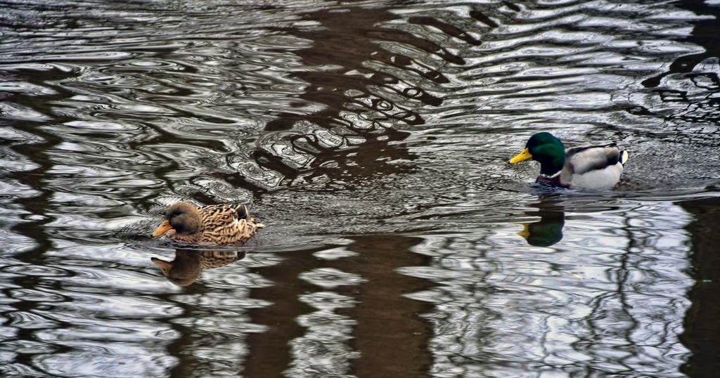 Just some photos: Duck waves