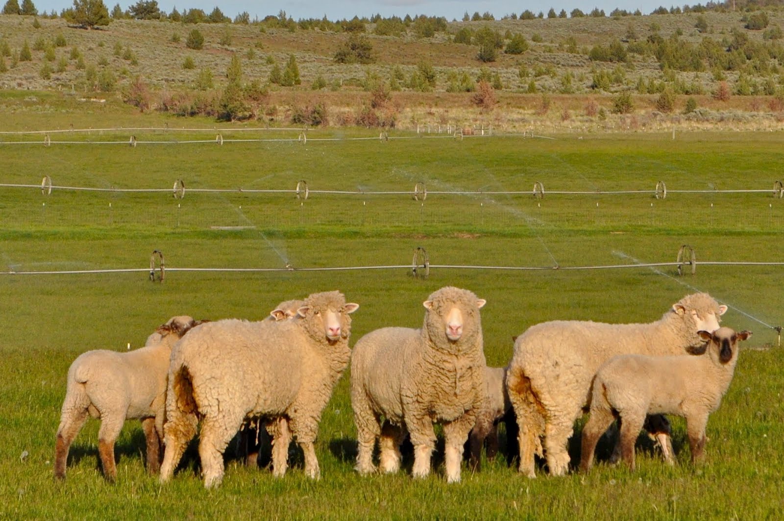 LuAnn Kessi: Road Trip....through Oregon 3