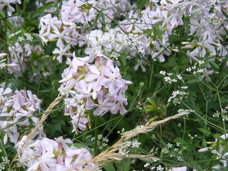 Days on the Claise: Soapwort