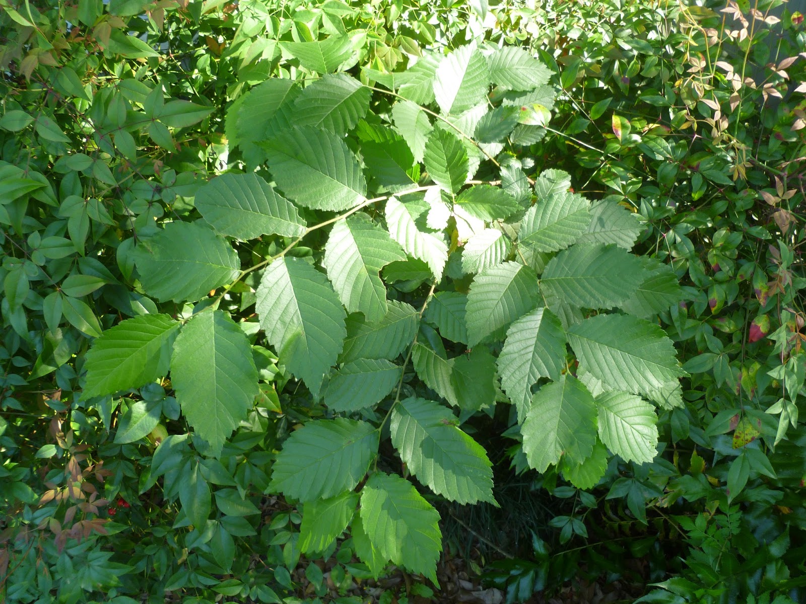 One Lot in Houston: Water Elm (Planera aquatica)