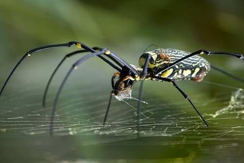 Con nhền nhện - Khai Sáng Tâm Hồn Và Phật Pháp 79