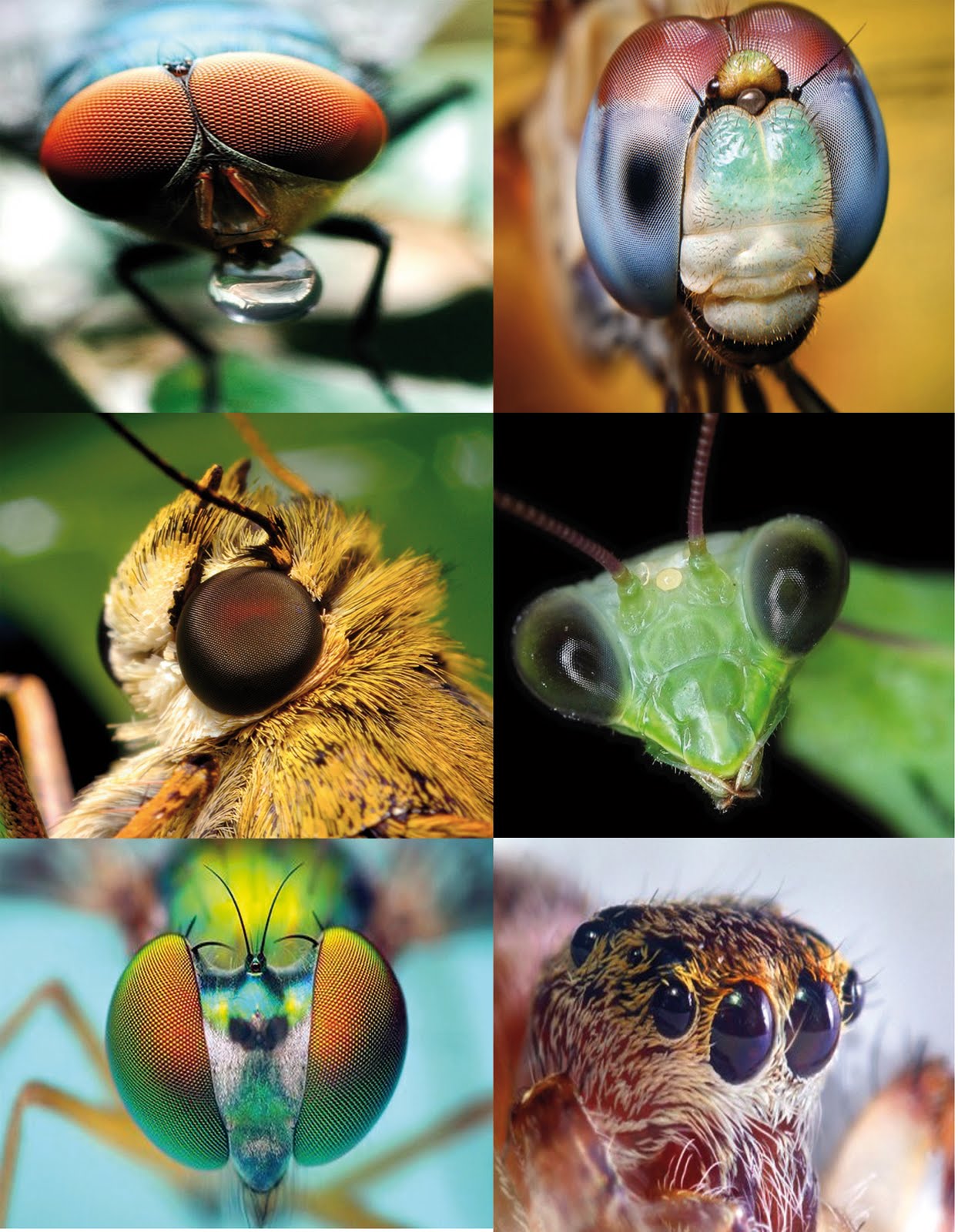 El maravilloso mundo de los ojos de los insectos | Lenticom
