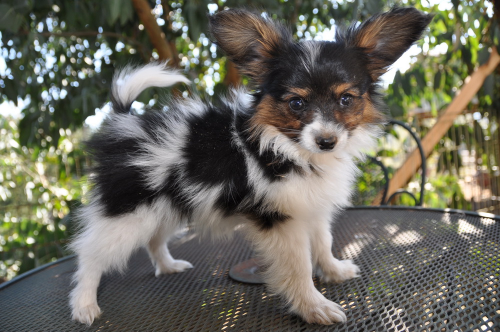 Road's End Papillons : 10 Weeks old Papillon Puppy