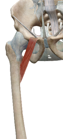 VAMO A ESTUDIAR MEDICINA: MÚSCULOS DEL MUSLO