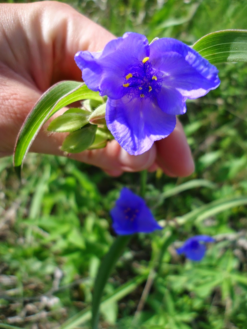 Spiderwort at McFarland Park
