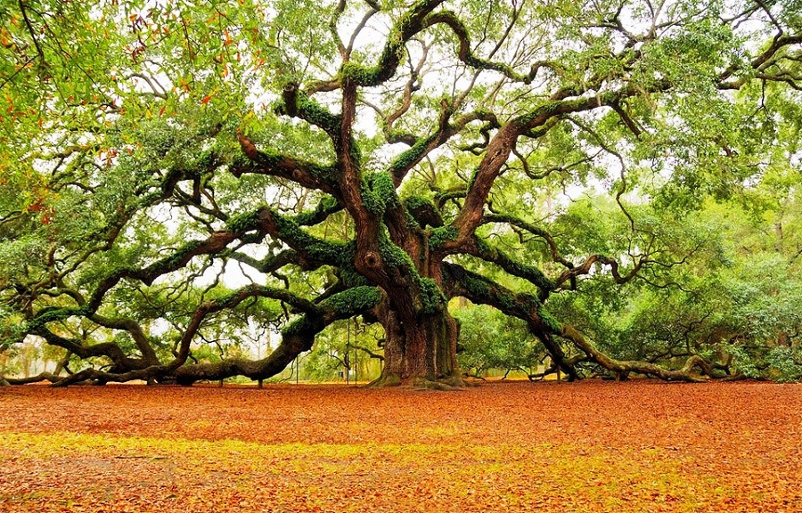 Angel Oak Tree, South Carolina - Thought to be the oldest tree east of ...