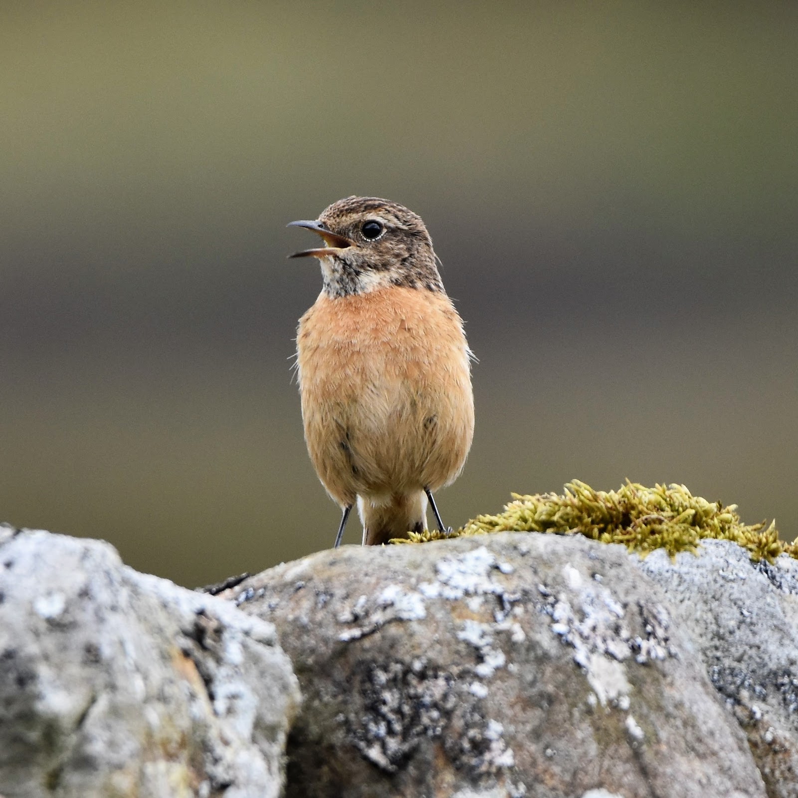 Andrew Robin photography.: Female Stonechat.