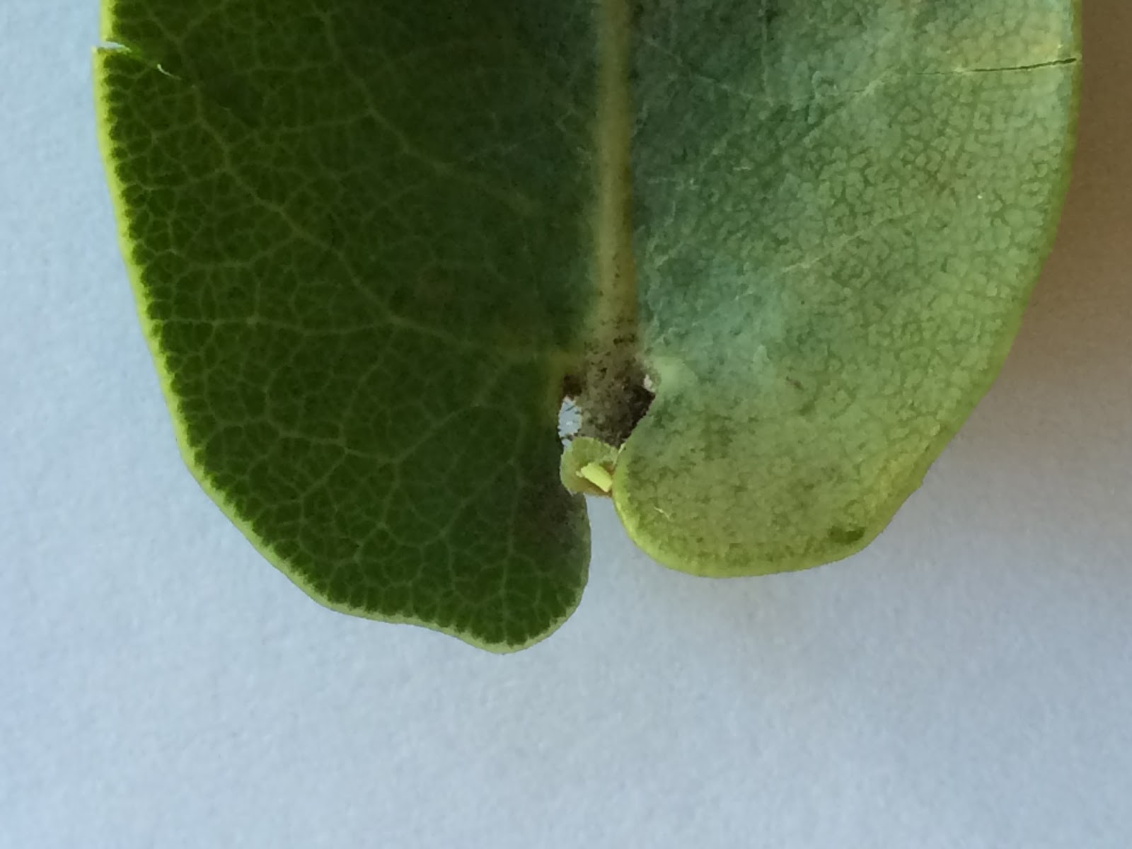 Plant Terminology : Leaf Bases