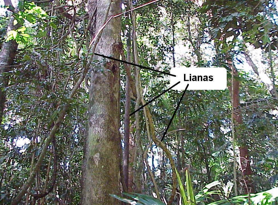 yalfinalnada: Lianas