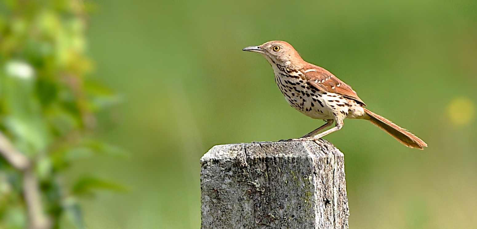 Moqueur roux - Brown Trasher