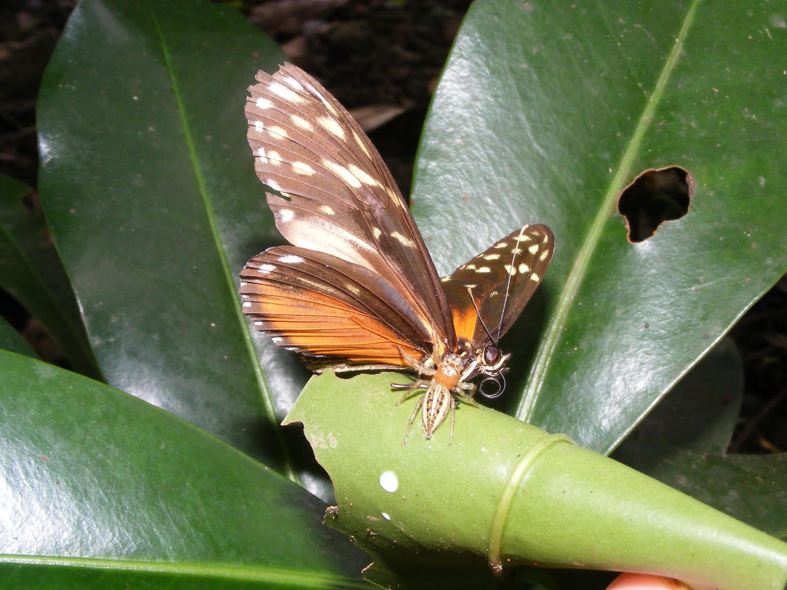 Heliconious PWND!!!!!!!!1 | Caterpillar Eyespots