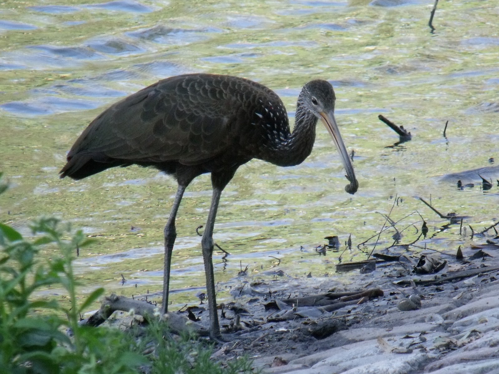 NATURALEZA Y CULTURA: El Carau