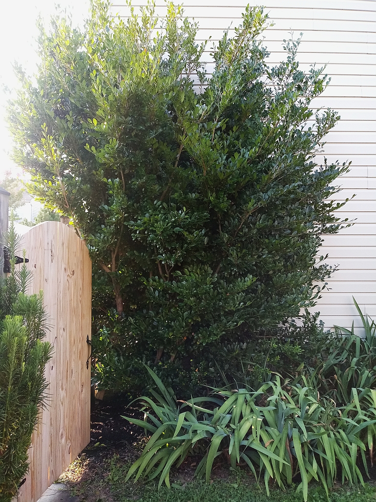 Future Plants by Randy Stewart: Isu Tree