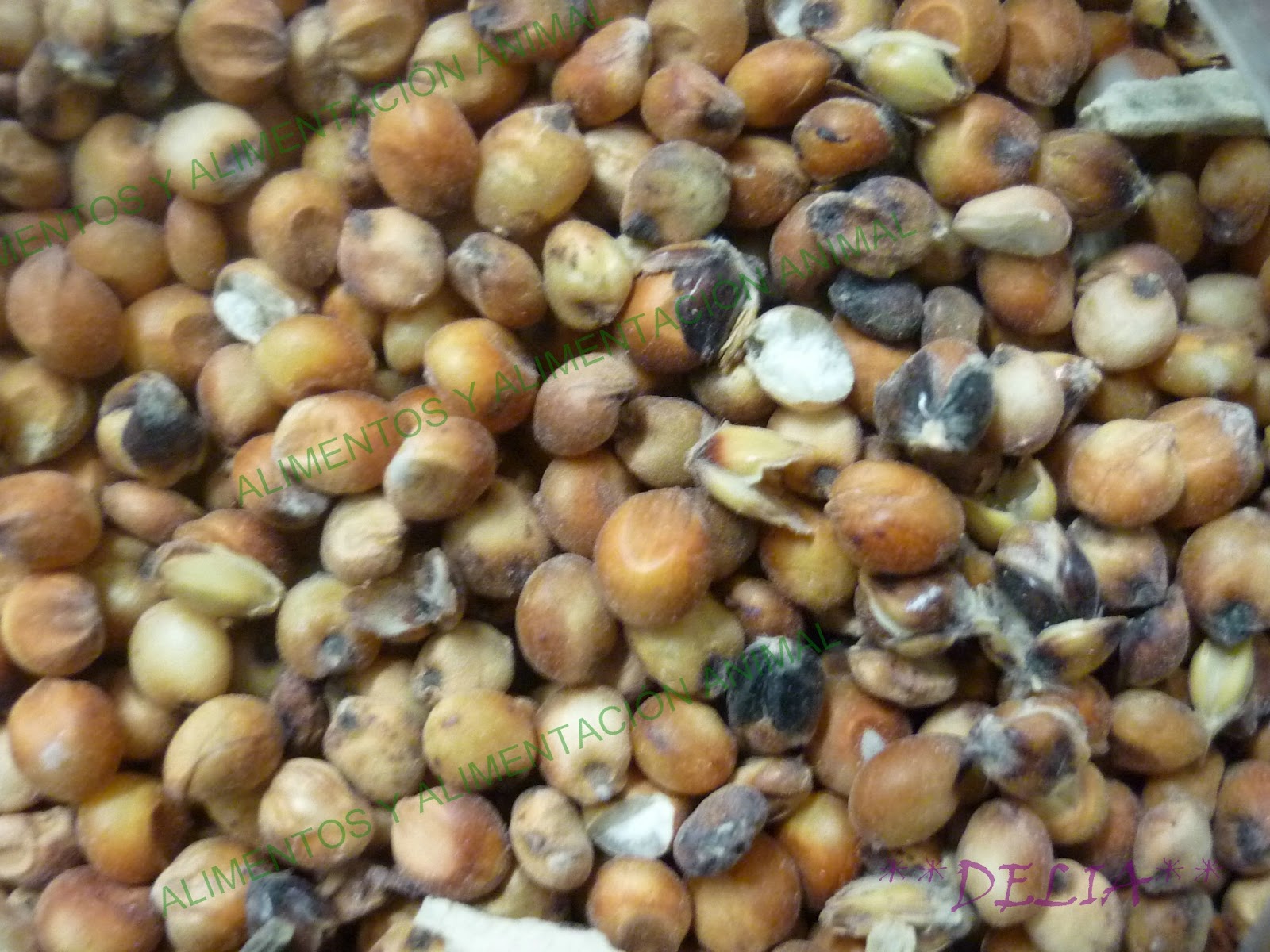 Alimentos y Alimentacion Animal: Sorgo