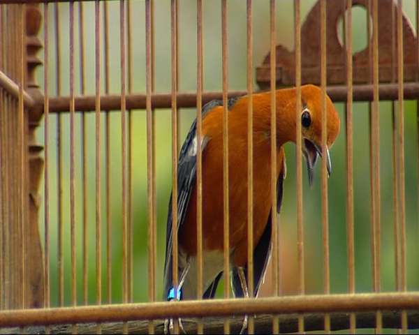 BURUNG ANIS: BURUNG ANIS MERAH YANG MENJADI PILIHAN