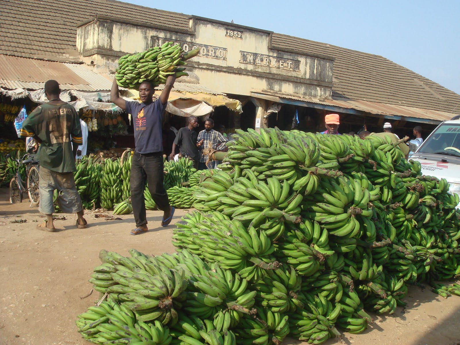 THE TEMU'S FAMILY TREE: THE ORIGIN OF TEMUS FAMILY