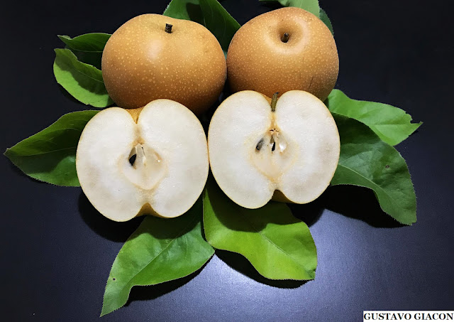 Viveiro Ciprest - Plantas Nativas e Exóticas: Pera Asiática ou Nashi ...