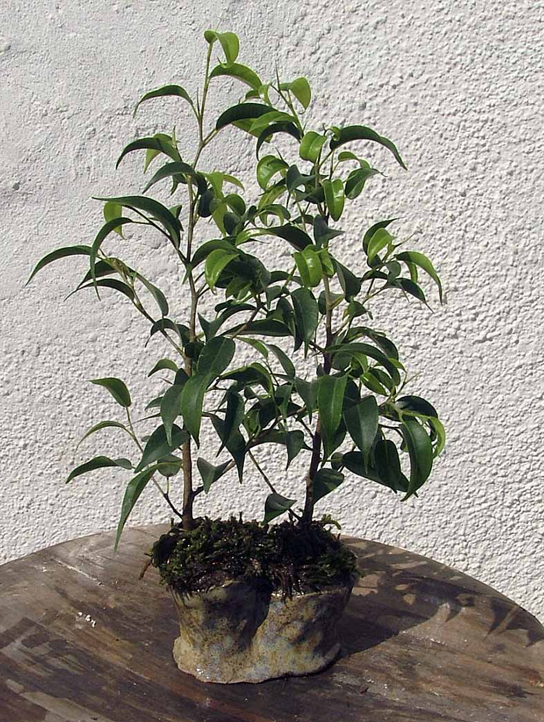 KOKEDAMA BCN: Micro Bonsáis...