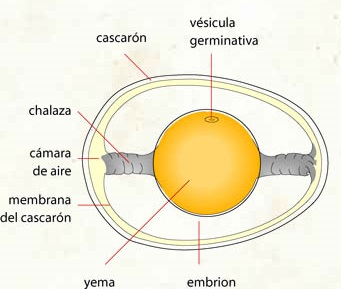 Métodos y técnicas culinarias: Partes del huevo